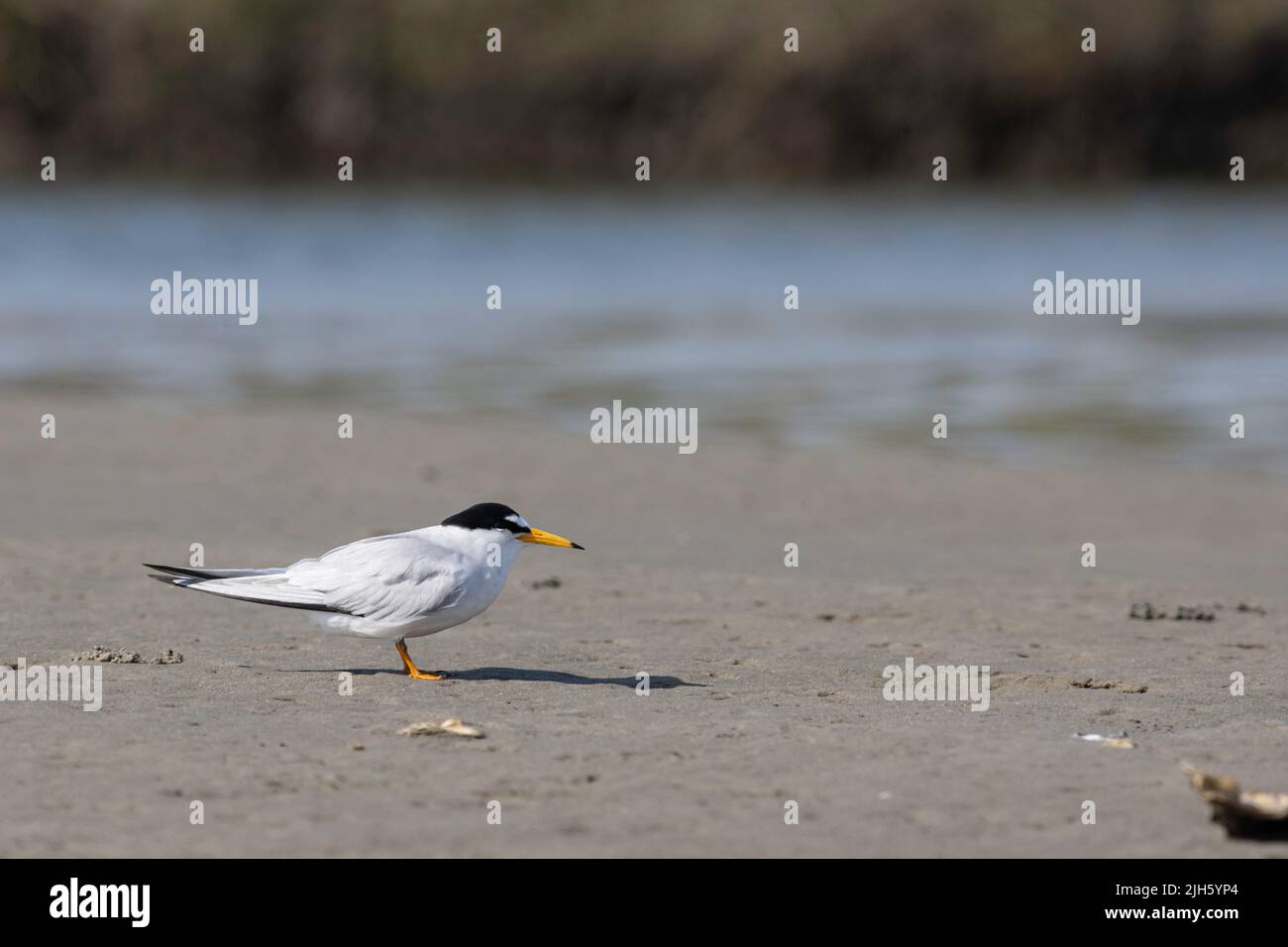 Least Tern - Sternula antillarum Stock Photo - Alamy