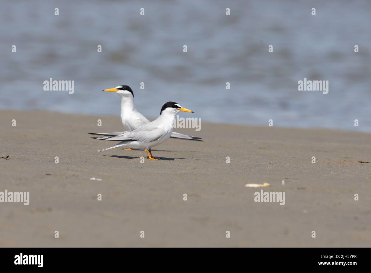 Least Tern - Sternula antillarum Stock Photo - Alamy