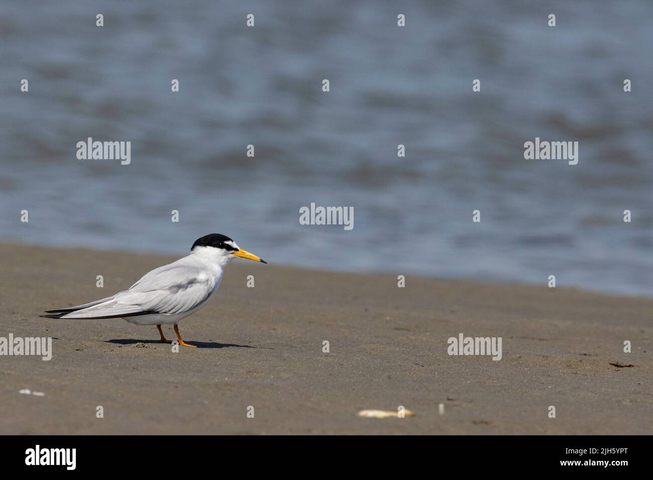 Least Tern - Sternula antillarum Stock Photo - Alamy