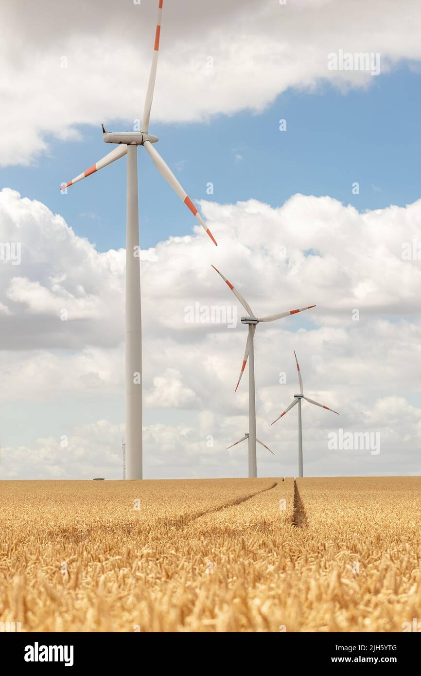 Scenic landscape view of wheat field harvest and big modern wind ...
