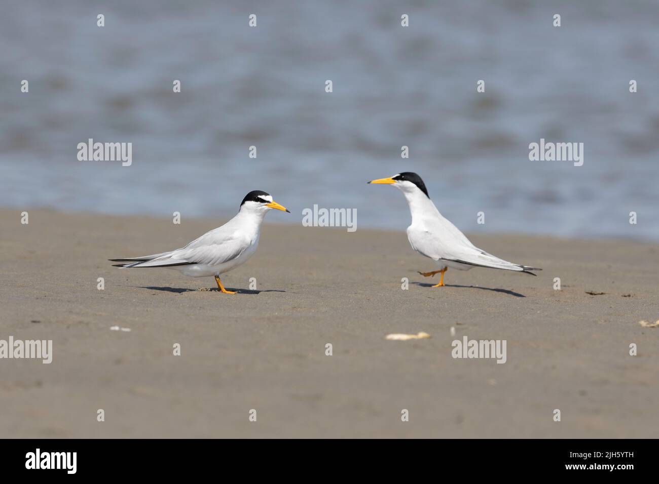 Least Tern - Sternula antillarum Stock Photo - Alamy
