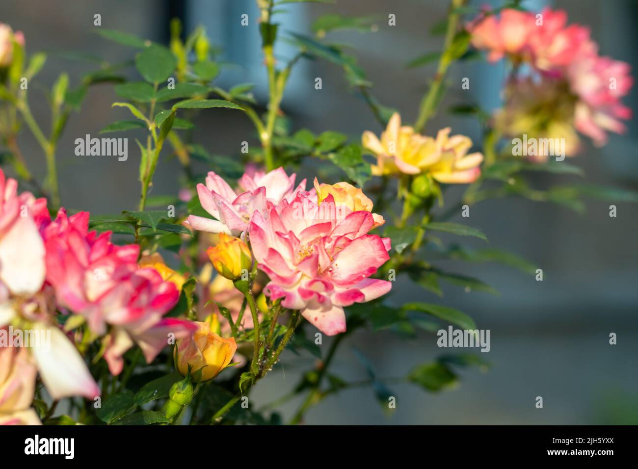 Rose bush with lots of multicolor roses in bloom, soft focus Stock ...