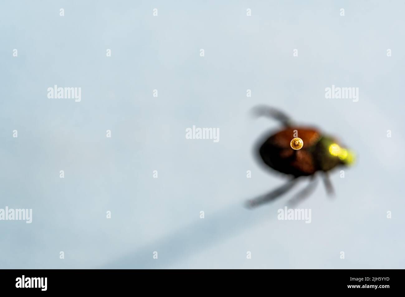 Japanese beetle invasion hi-res stock photography and images - Alamy