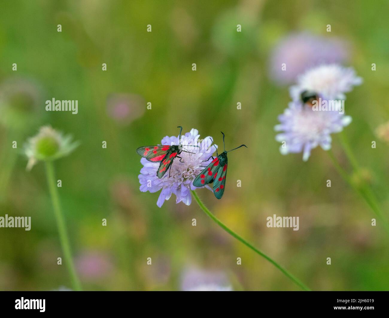 Narrow-bordered Five-spot Burnet Zygaena lonicerae Beeston common ...