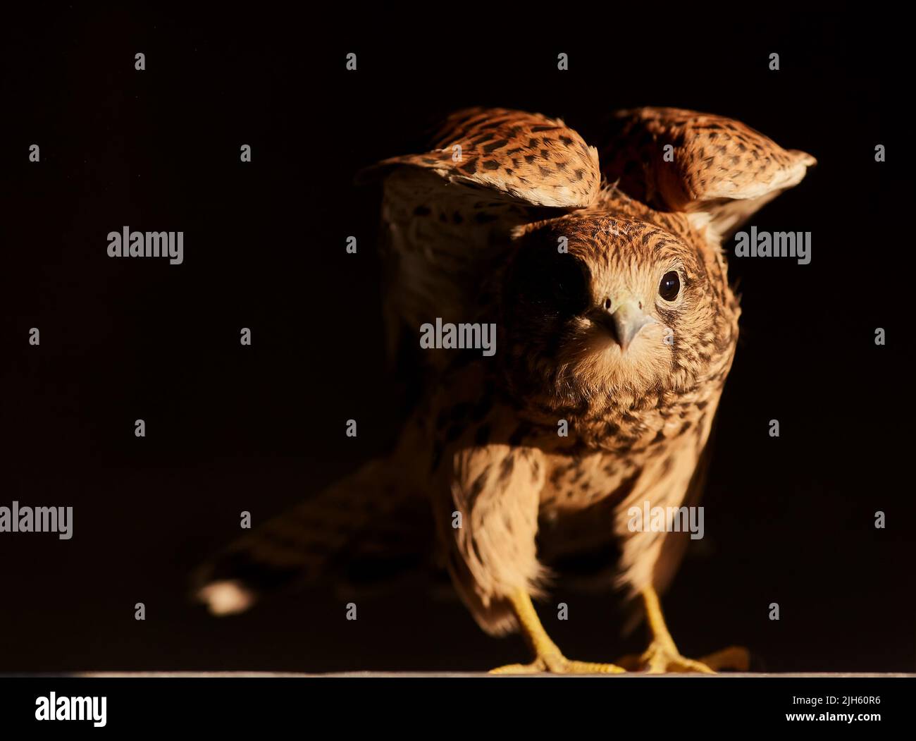 A young falcon spreads its wings, close-up photo, against a black ...