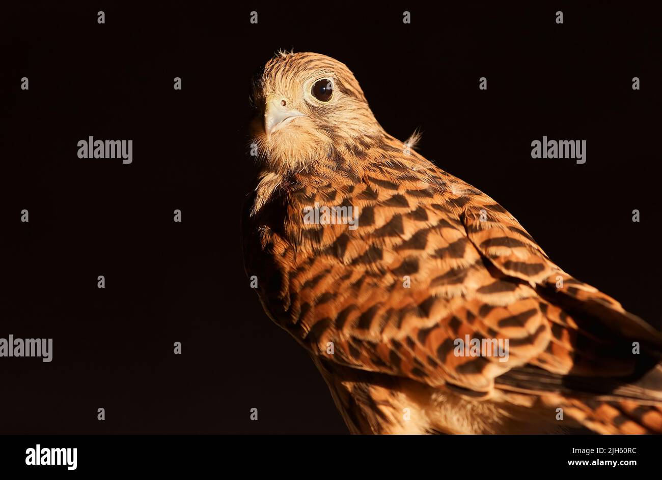 harris hawk sitting on branch, black background Stock Photo - Alamy