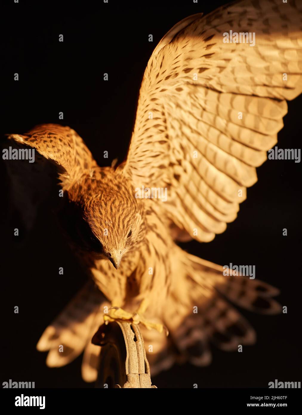 A young falcon spreads its wings, close-up photo, against a black ...