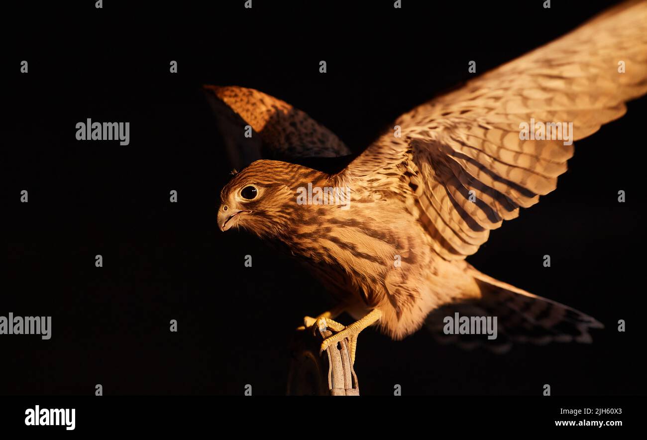 A young falcon spreads its wings, close-up photo, against a black ...