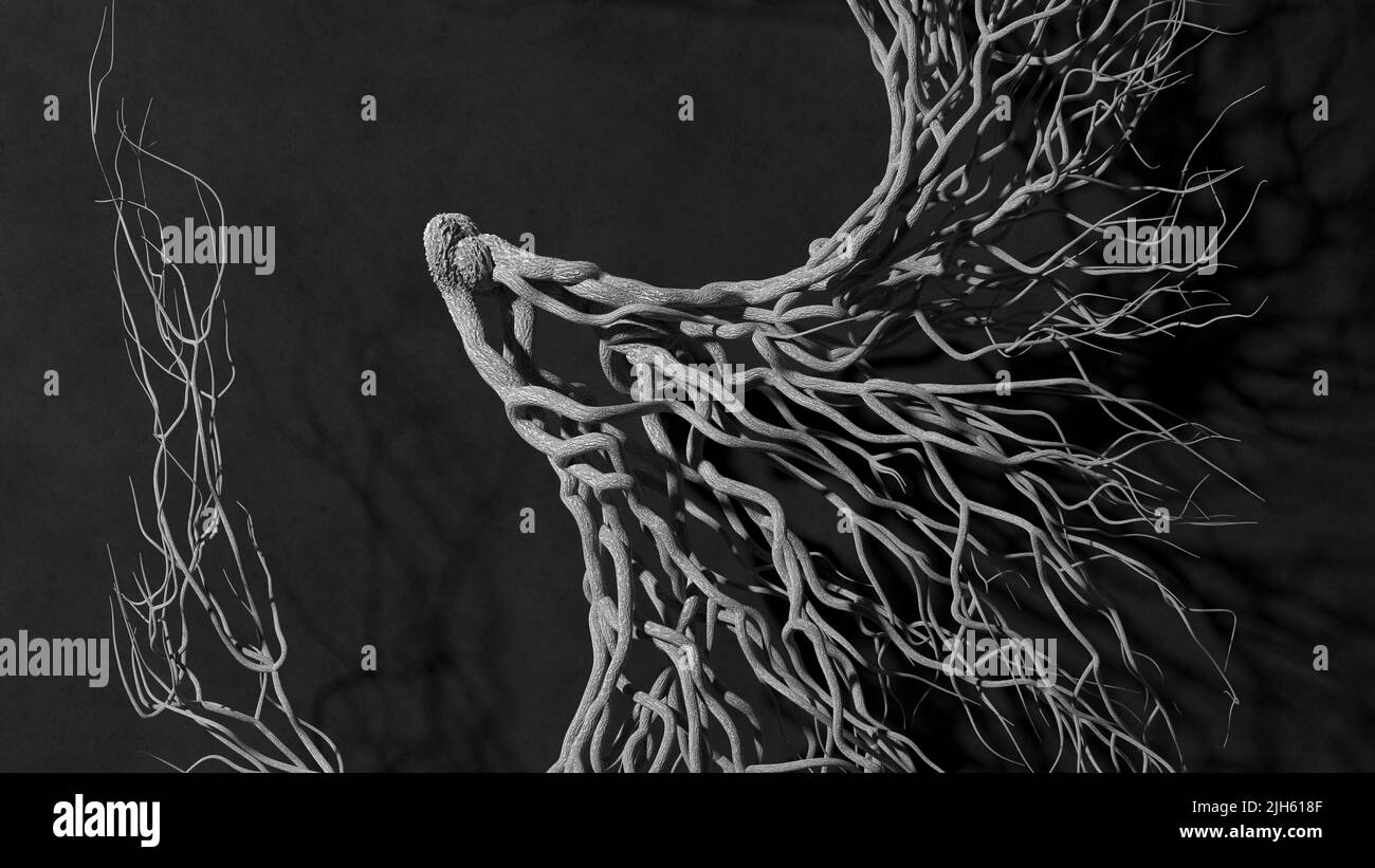 Tree concept. Black and white background. 3D rendering Stock Photo - Alamy
