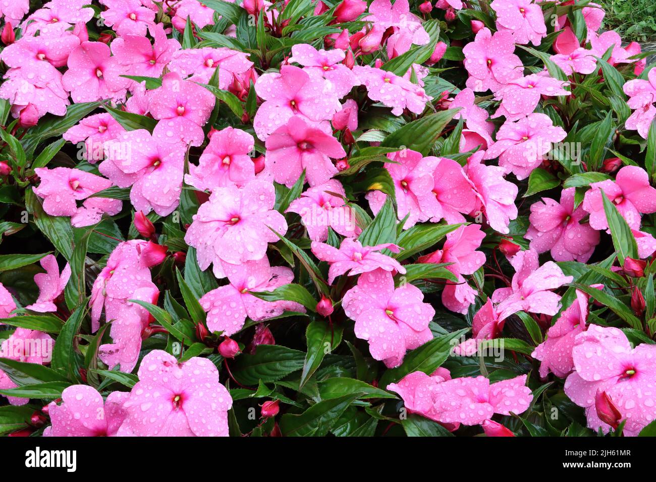 pink flower in the rain. with rain drops on the leaves Stock Photo - Alamy