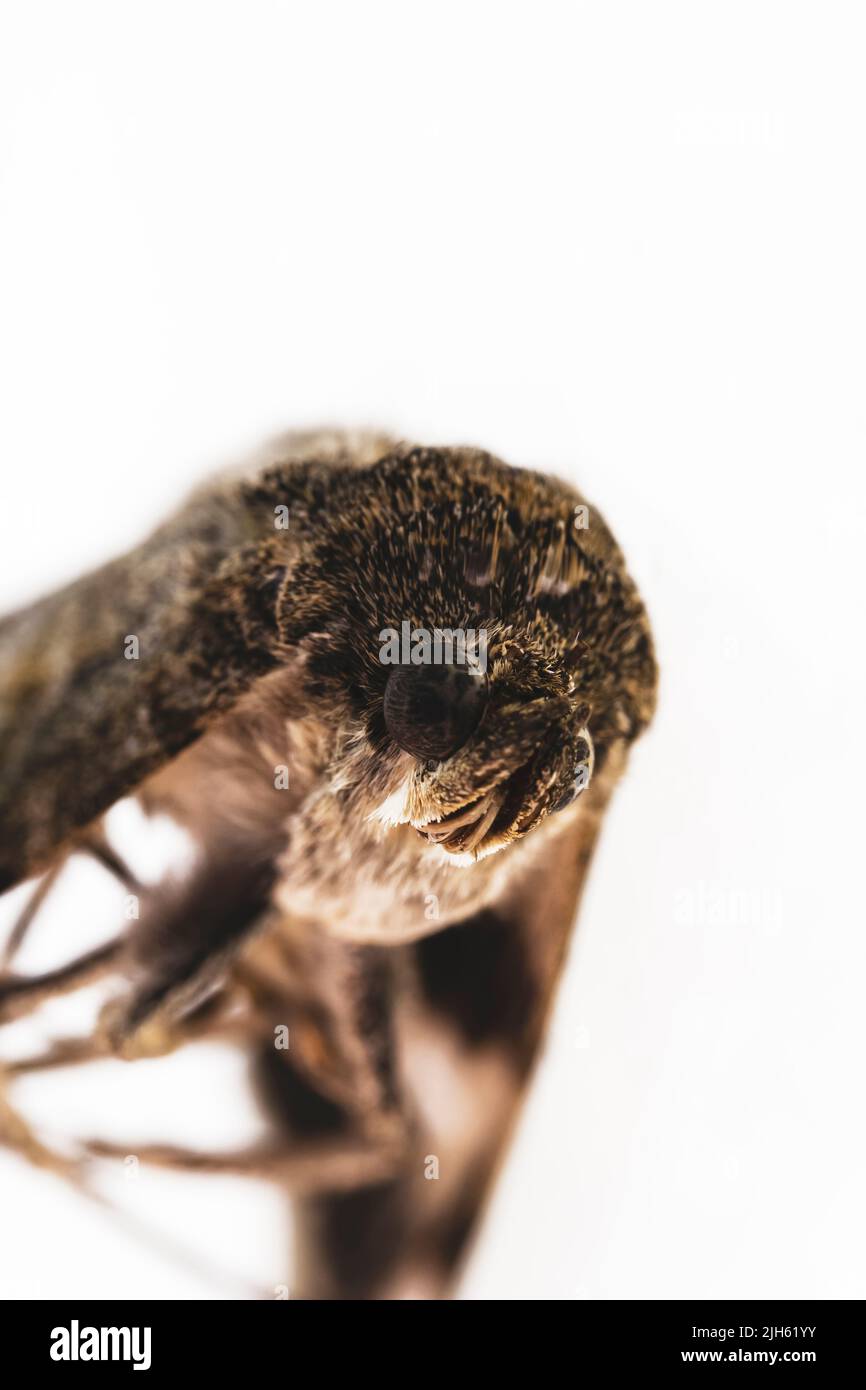 Dead moth hi-res stock photography and images - Alamy