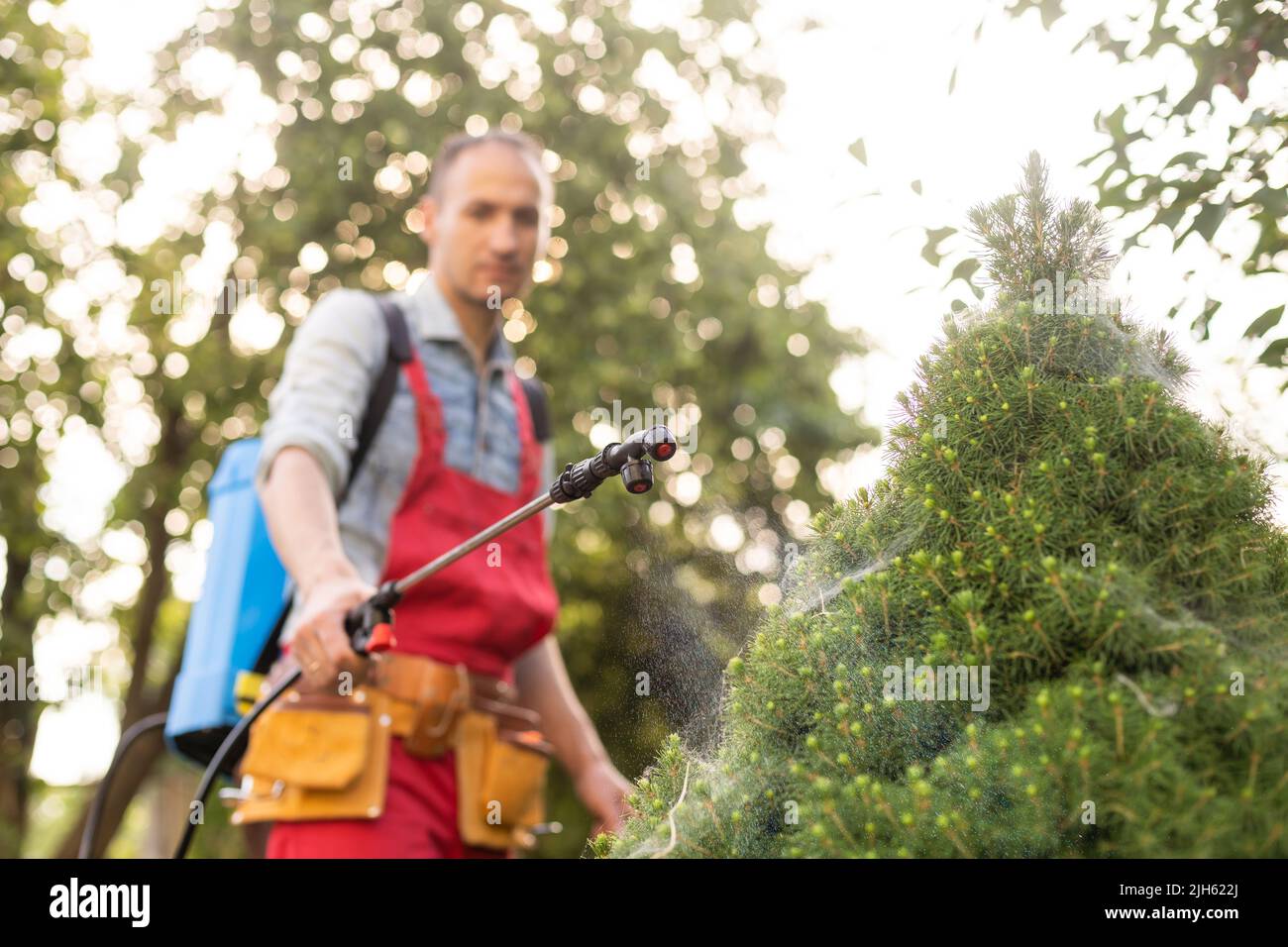 Gardener applying insecticide fertilizer to his thuja using a sprayer ...