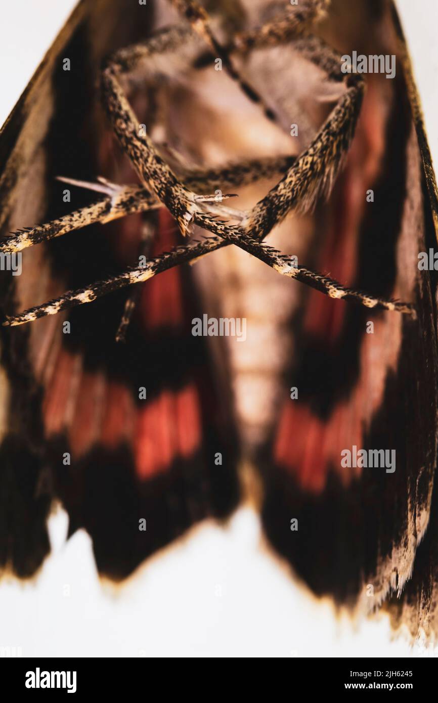 Dead moth hi-res stock photography and images - Alamy