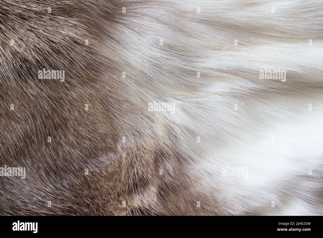 Fluffy skin hi-res stock photography and images - Alamy
