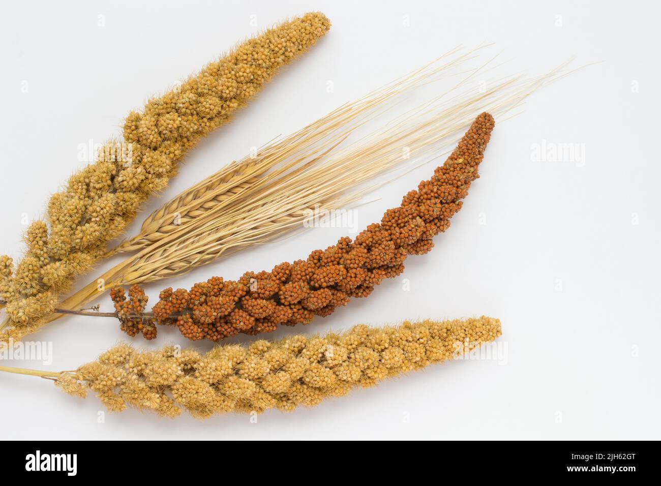 Two stalk of wheat, two twig yellow millet and one red millet twig on a ...