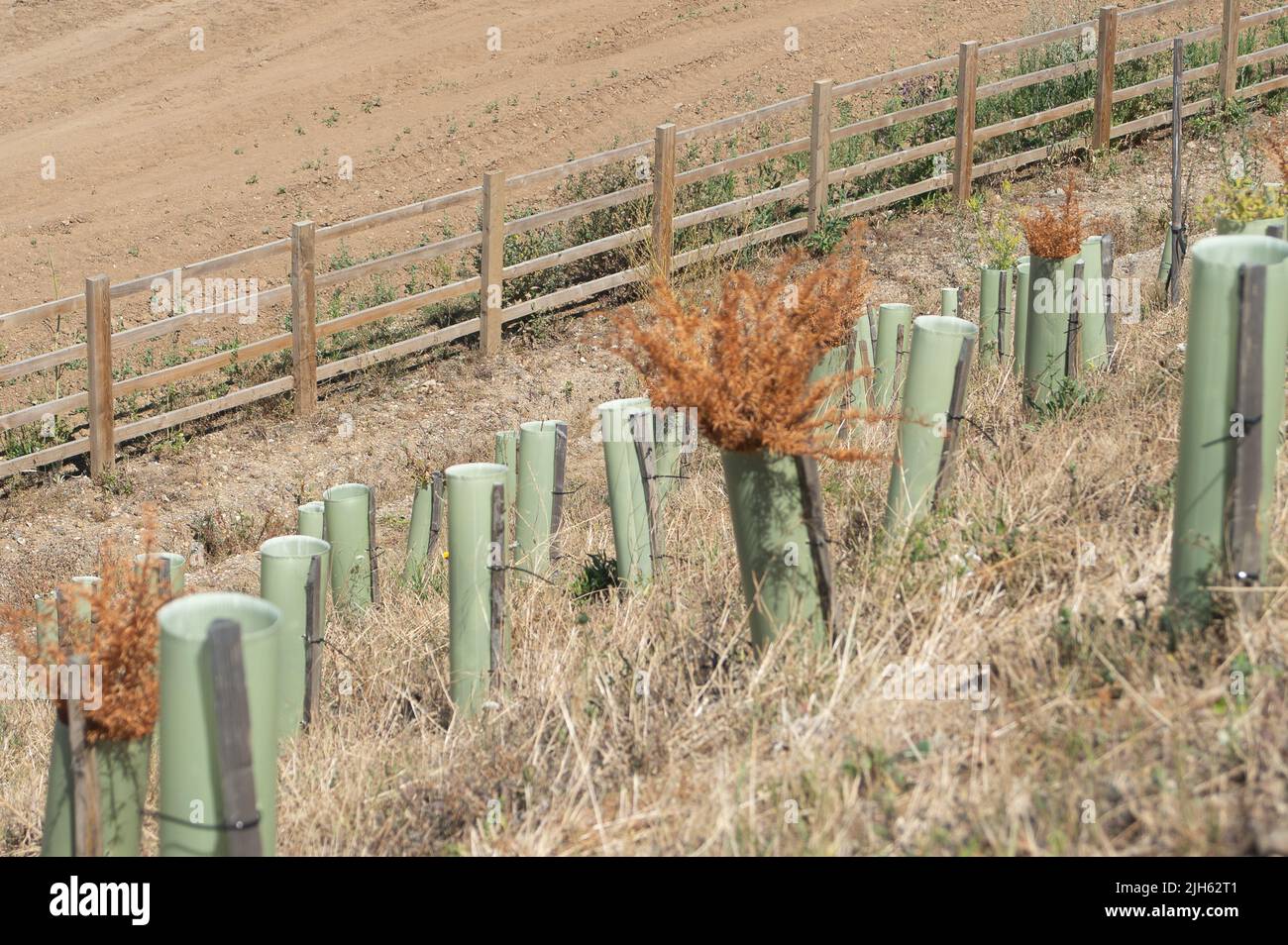 Taplow, Buckinghamshire, UK. 15th July, 2022. Shrubs planted next to ...