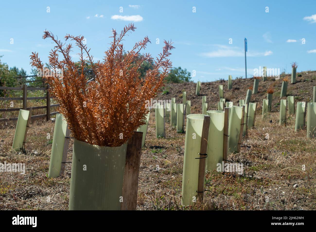 Taplow, Buckinghamshire, UK. 15th July, 2022. Shrubs planted next to ...