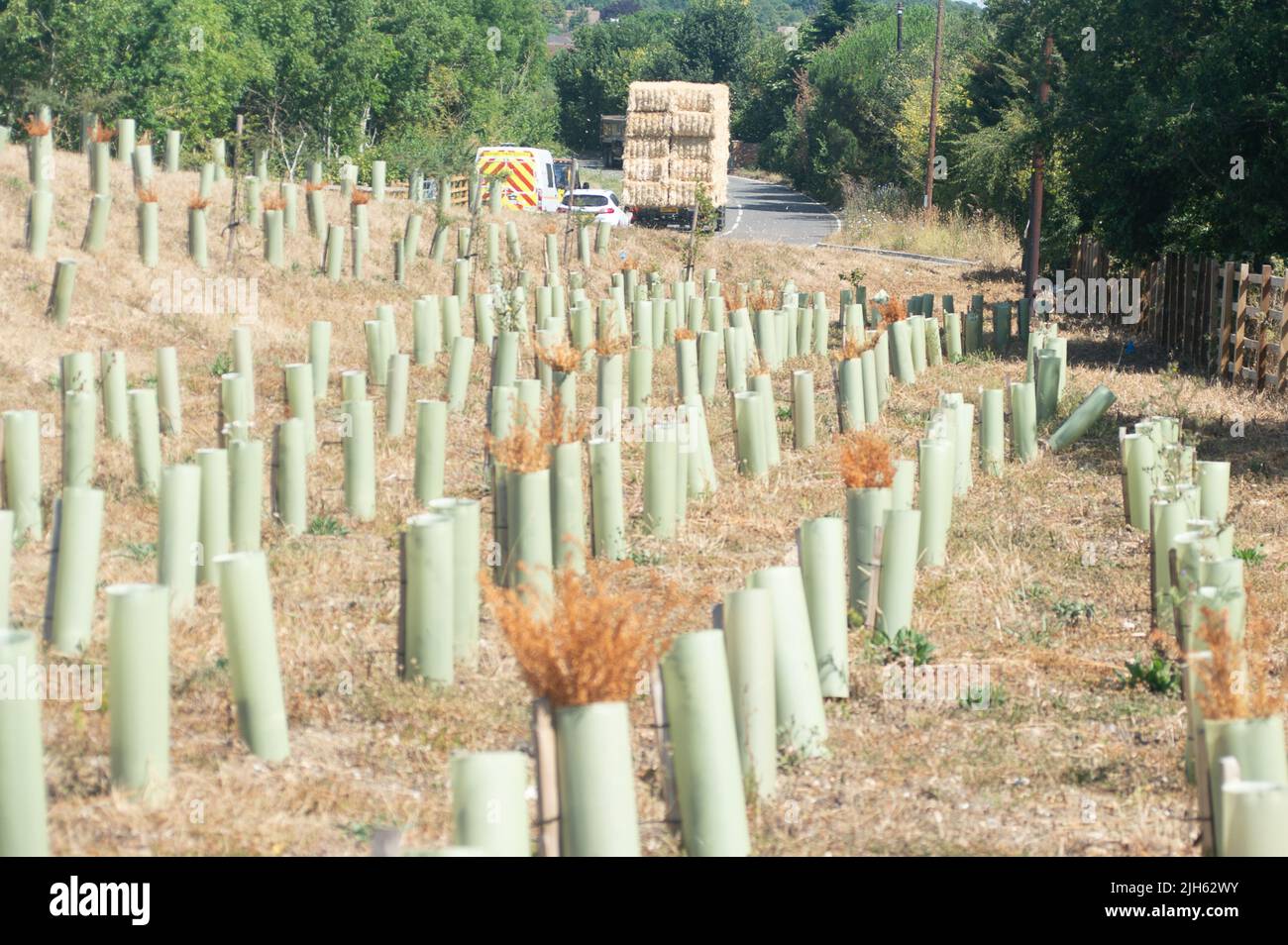 Taplow, Buckinghamshire, UK. 15th July, 2022. Shrubs planted next to ...