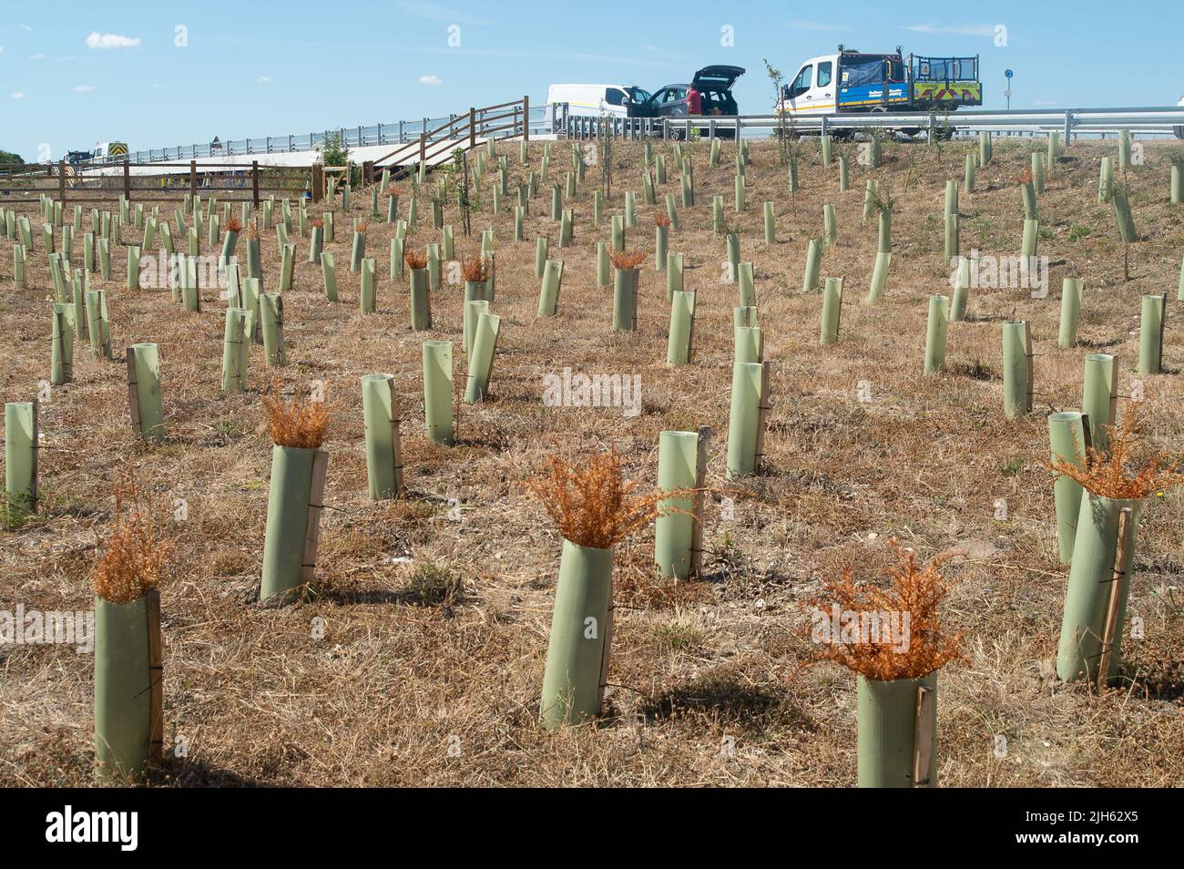 Taplow, Buckinghamshire, UK. 15th July, 2022. Shrubs planted next to ...