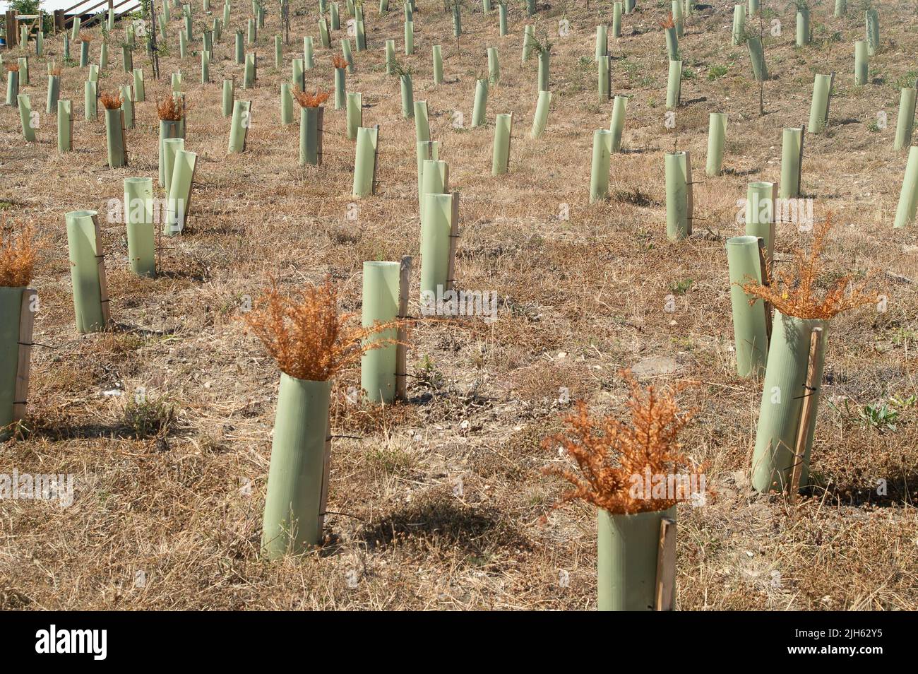 Taplow, Buckinghamshire, UK. 15th July, 2022. Shrubs planted next to ...