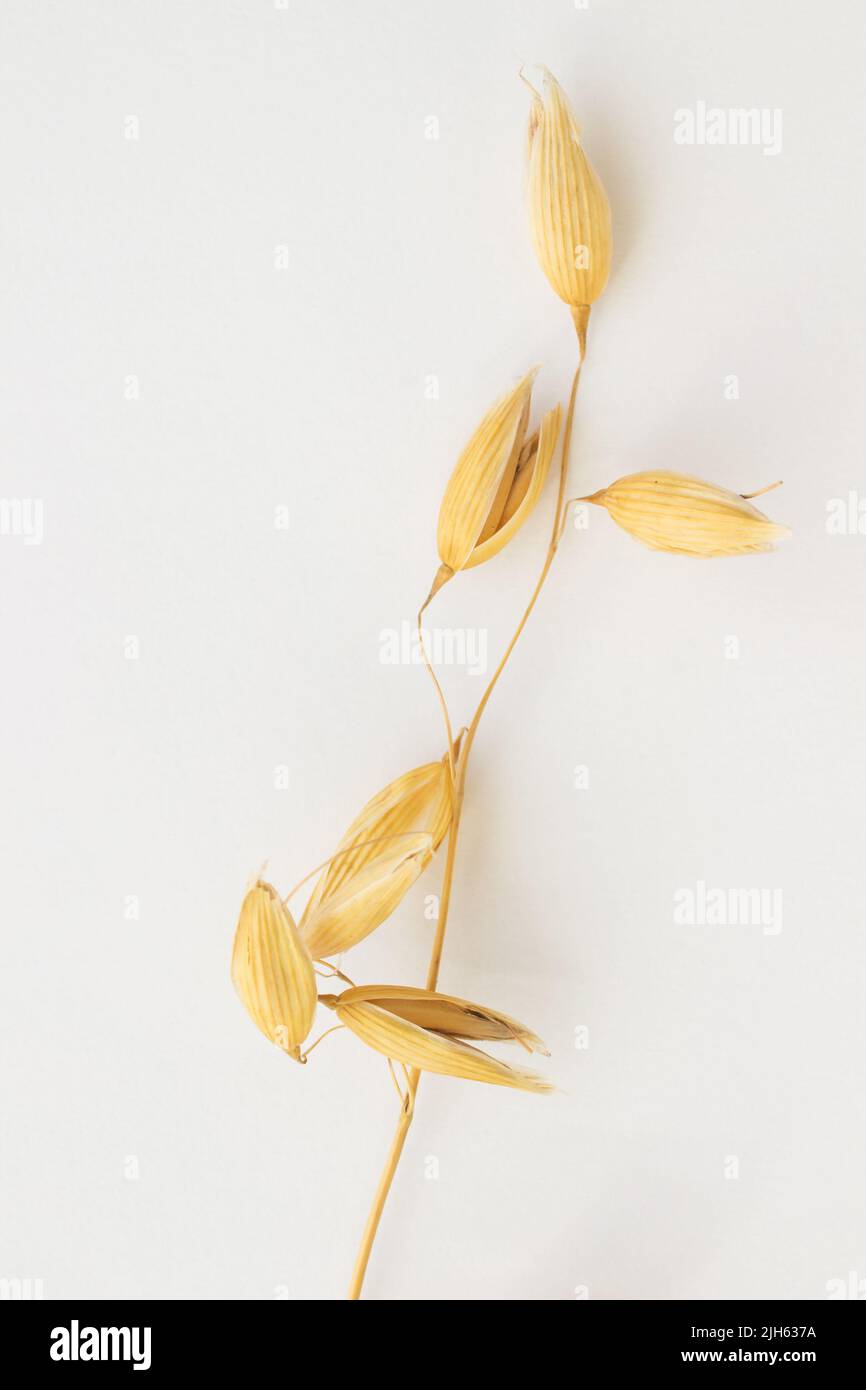 One twig of oats on a white background Stock Photo - Alamy