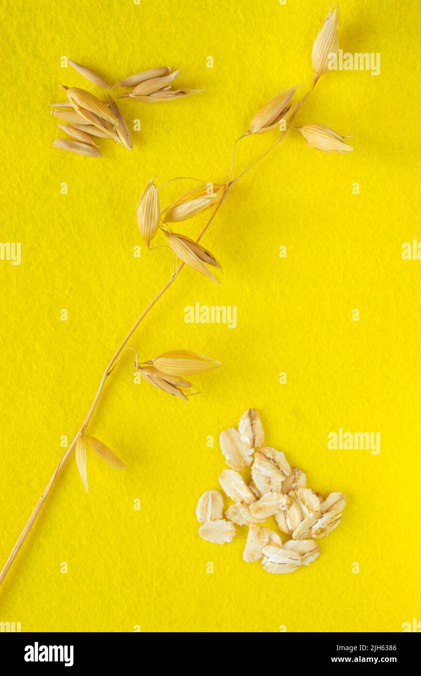 Twig oats, oatmeal and oat grain on yellow background Stock Photo - Alamy
