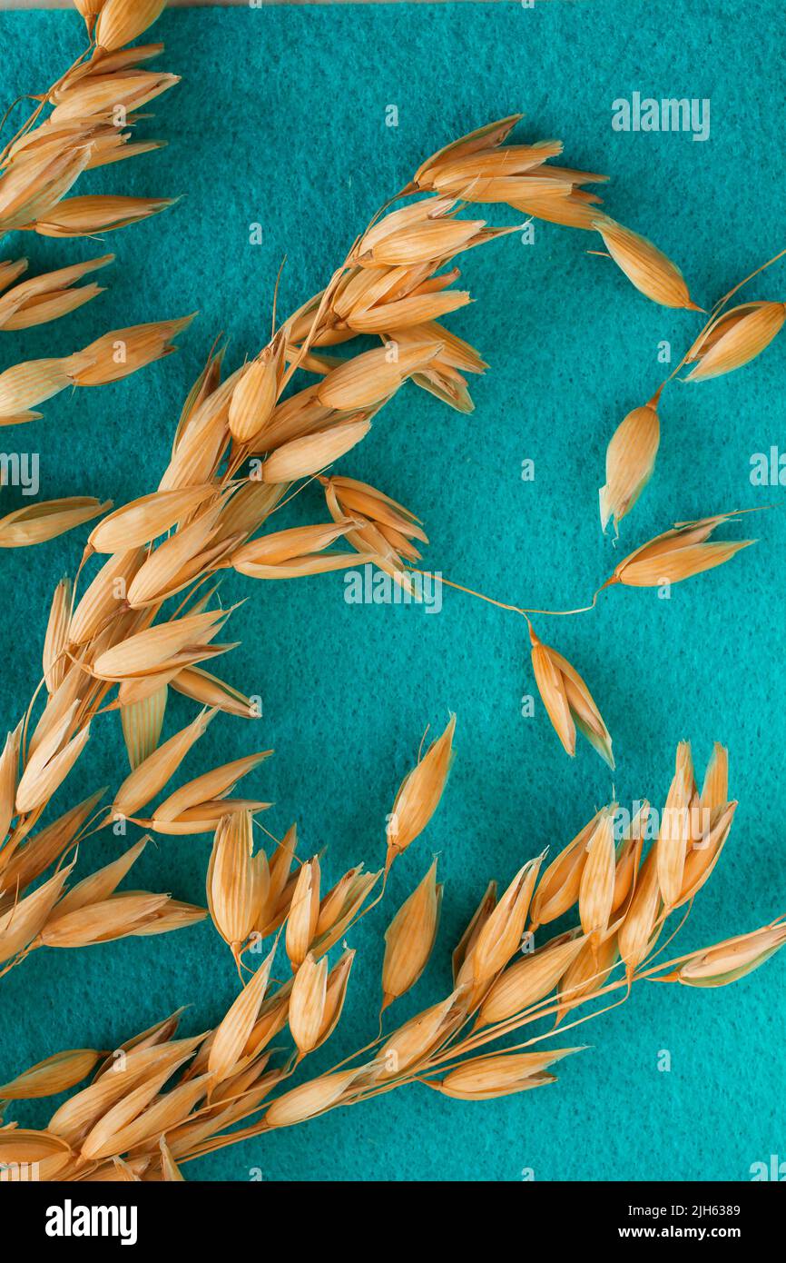 Twigs oats on turquoise background Stock Photo - Alamy