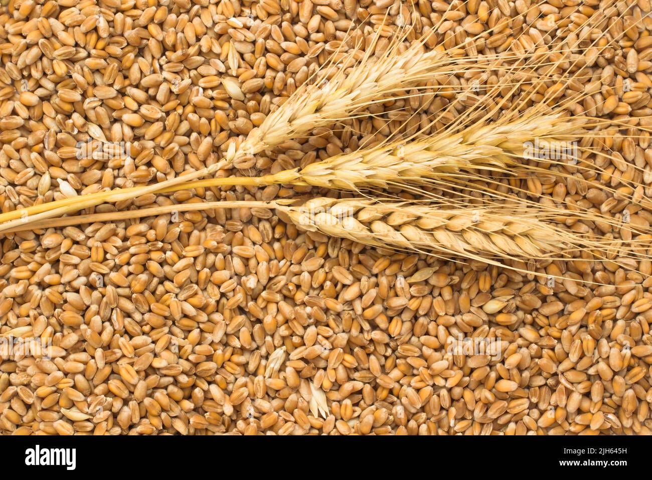 Grains of wheat and wheat spikelets. Top view Stock Photo - Alamy