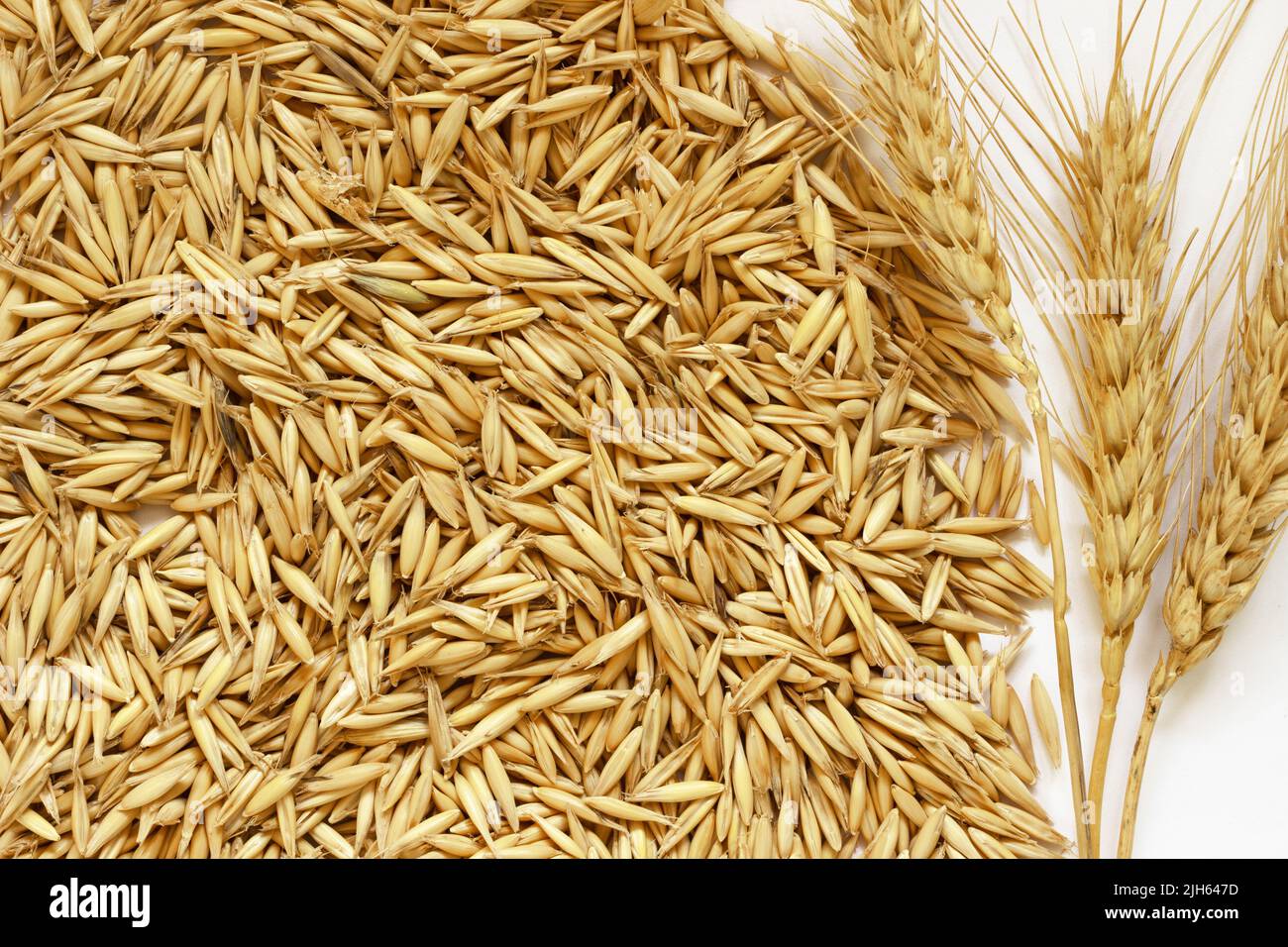 Spikelets of wheat and oats scattered on the table Stock Photo - Alamy