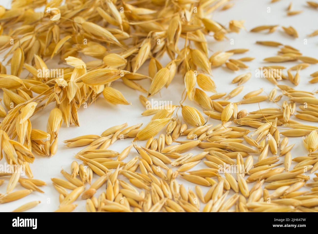 Twigs oats, grain oats on a white background Stock Photo - Alamy