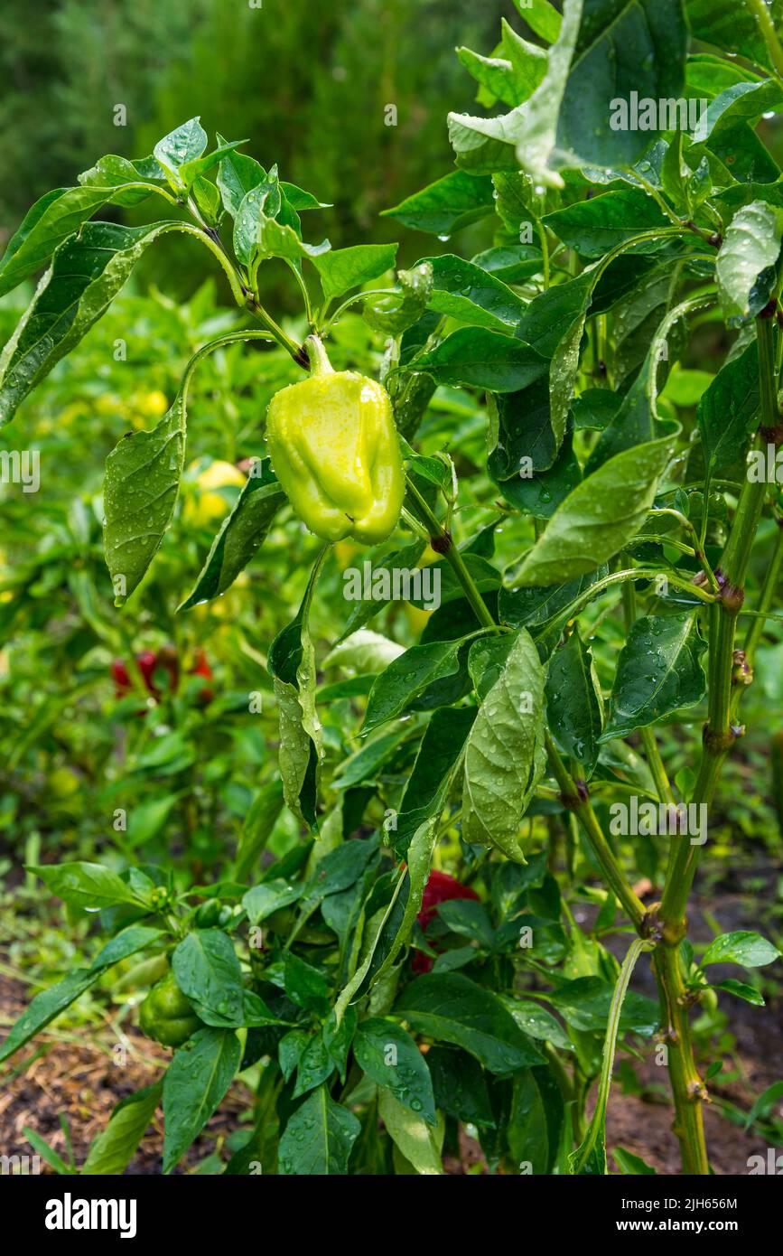 Bulgarian pepper plants hi-res stock photography and images - Alamy