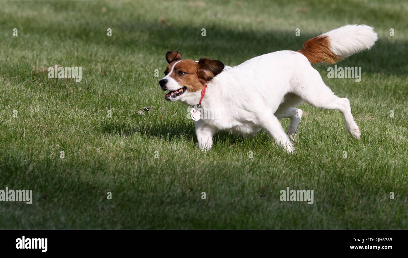 Grass dog dogs canine hi-res stock photography and images - Alamy