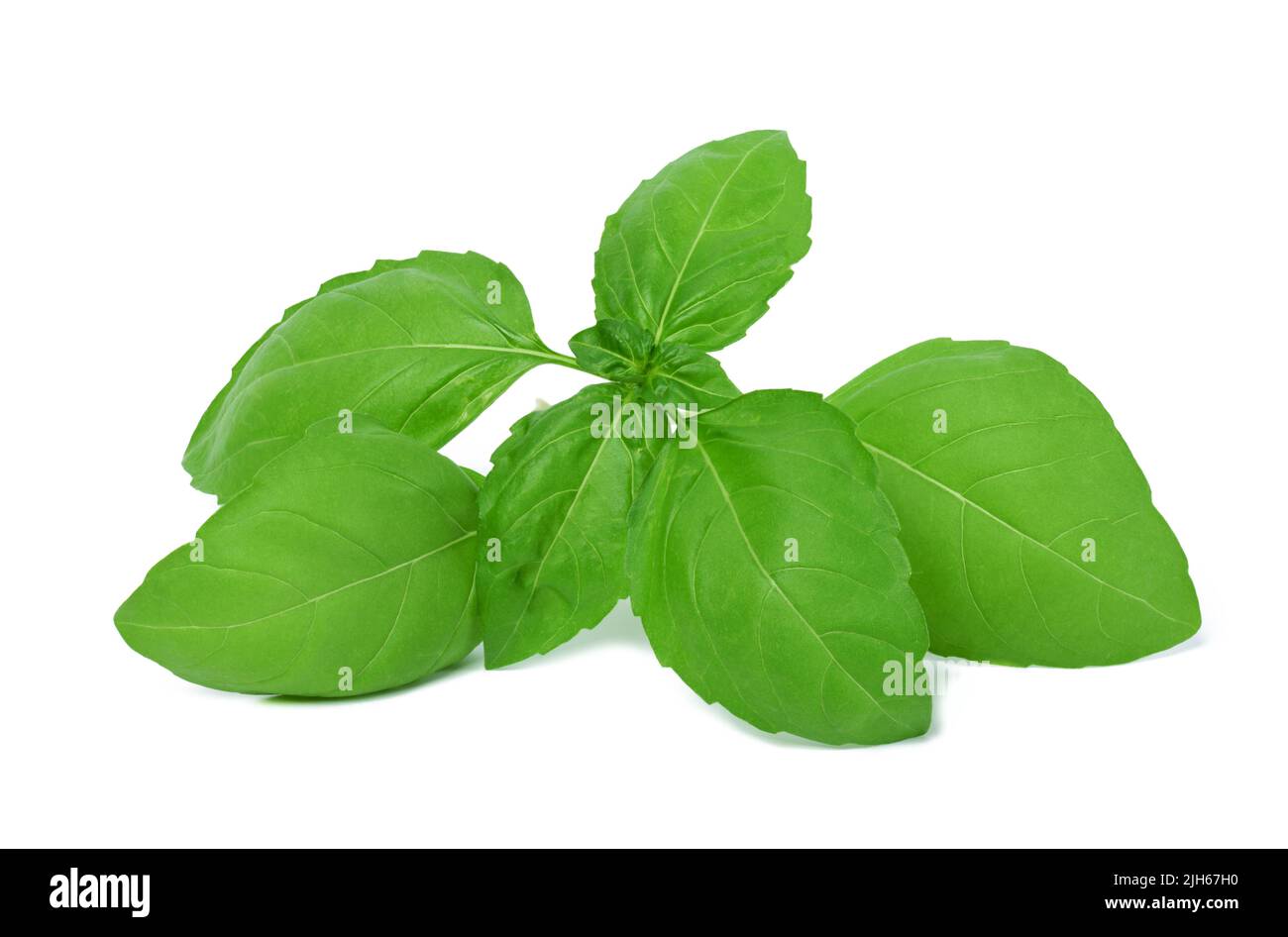 Basil branch with green leaves isolated on white background Stock Photo ...