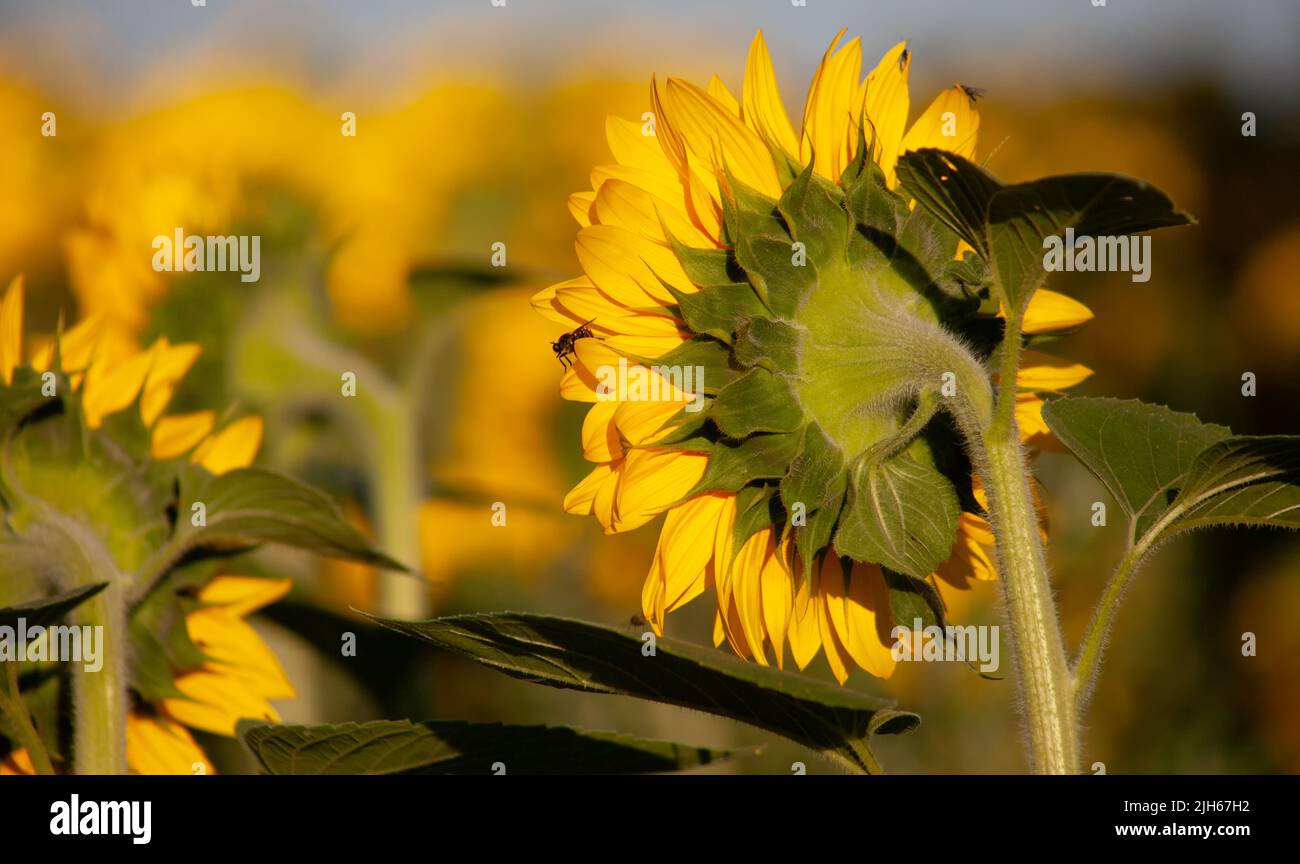 Sunflower turned to the sun. The back of the sunflower stem cap Stock ...