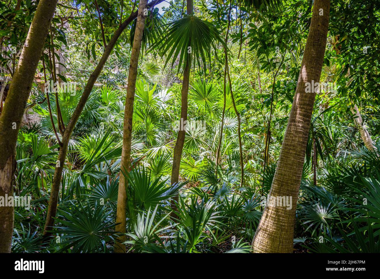 Jungle tropical forest with palms and trees, Playa del Carmen, Riviera ...