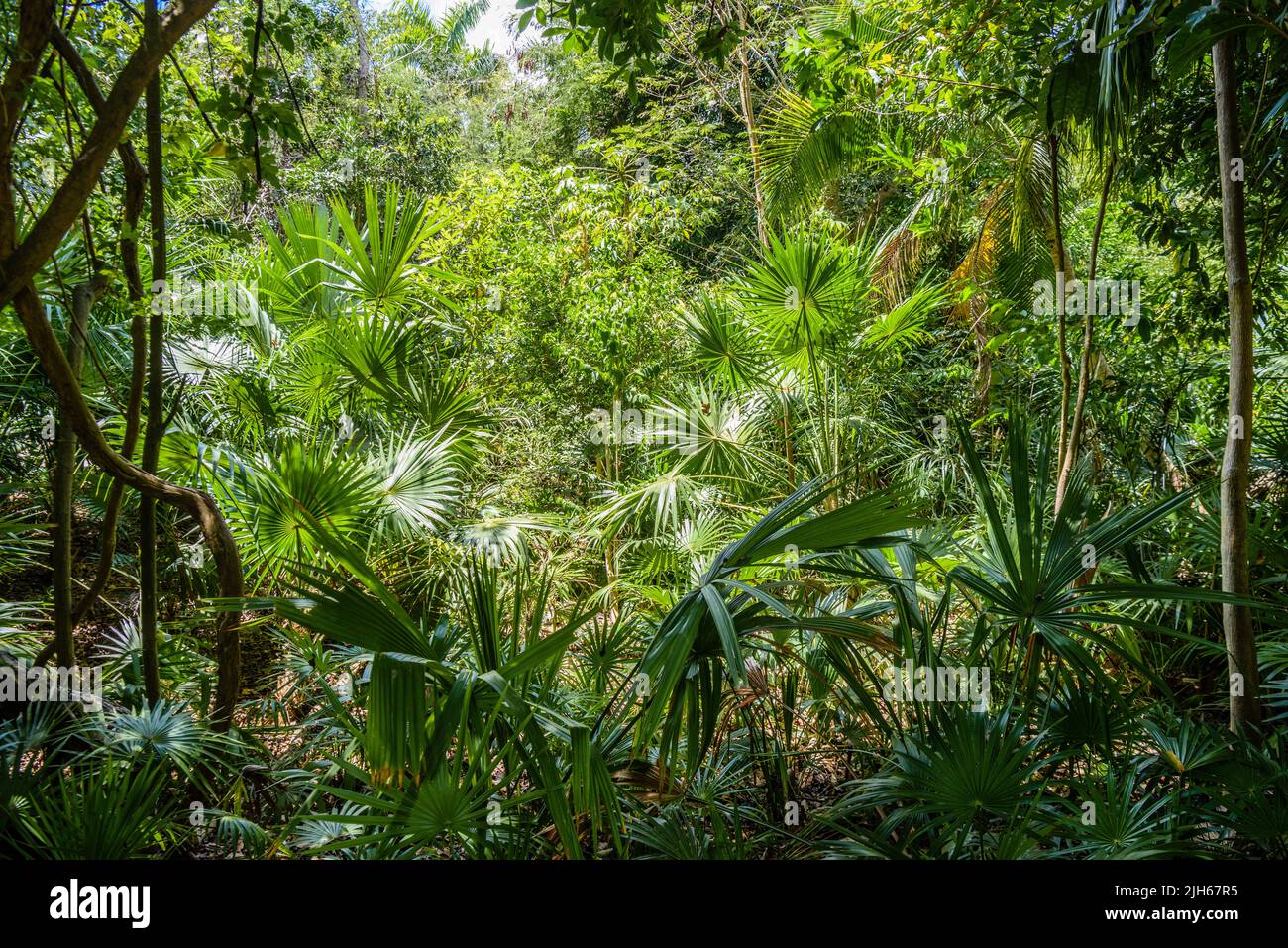 Jungle tropical forest with palms and trees, Playa del Carmen, Riviera ...