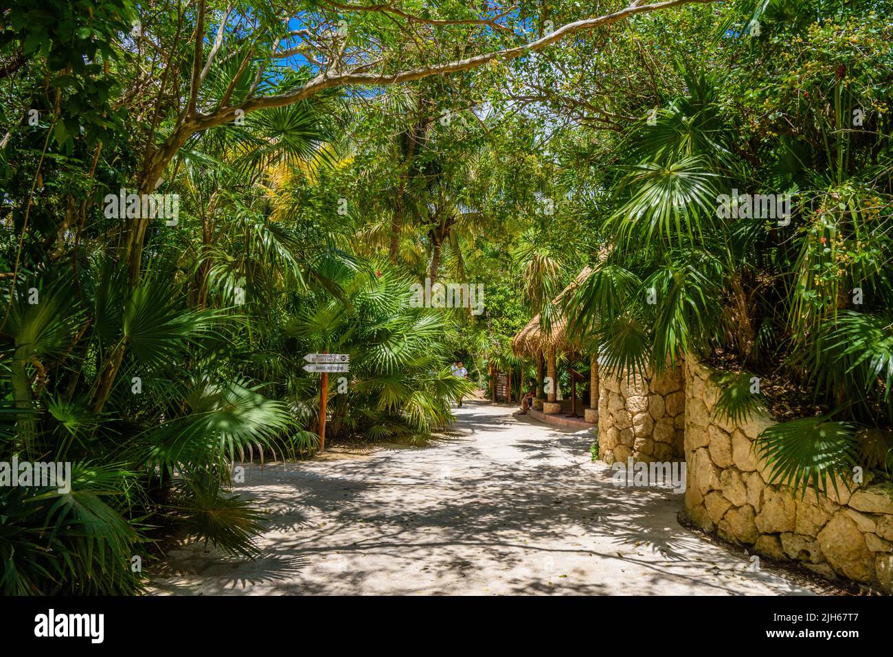 Walking trail path in rain tropical forest jungles near Playa del ...