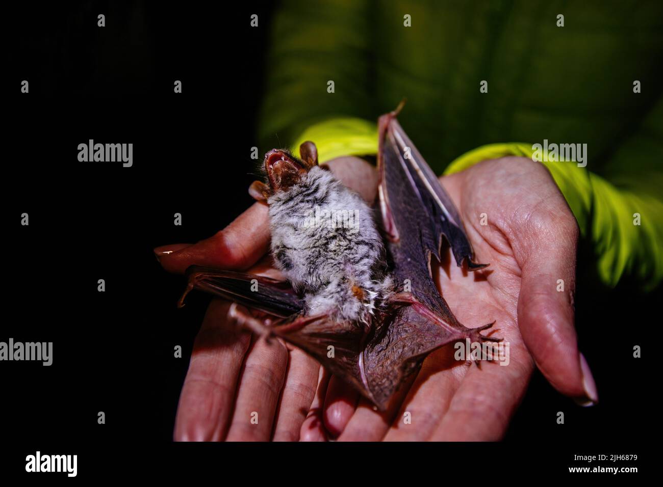 The bat on a female hand Stock Photo - Alamy