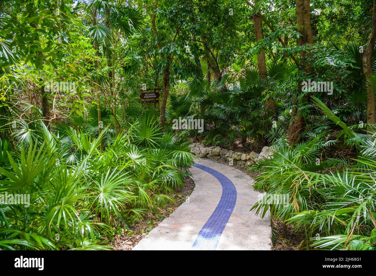 Walking trail path in rain tropical forest jungles near Playa del ...