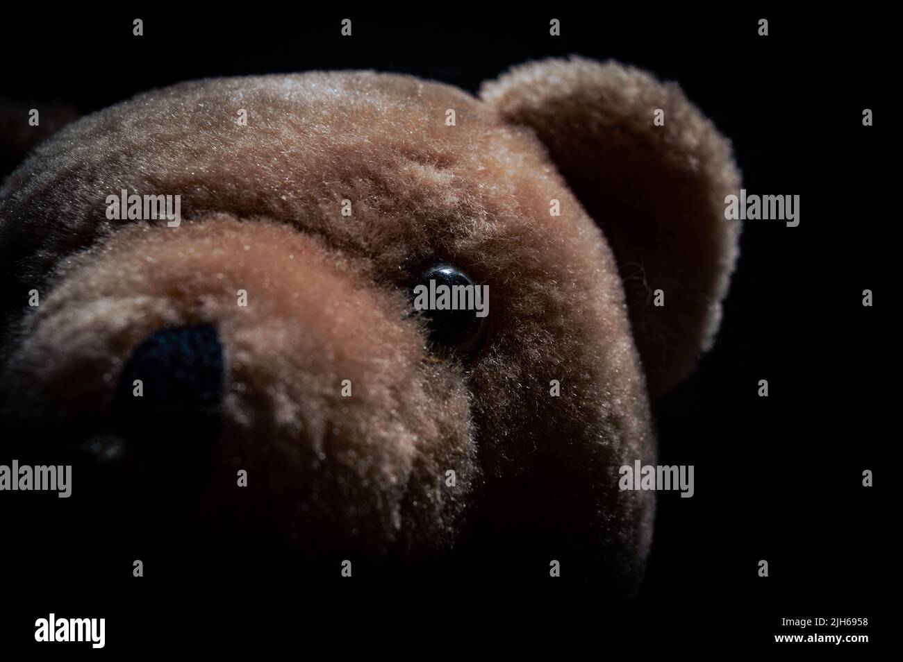 Brown bear face animal hi-res stock photography and images - Alamy