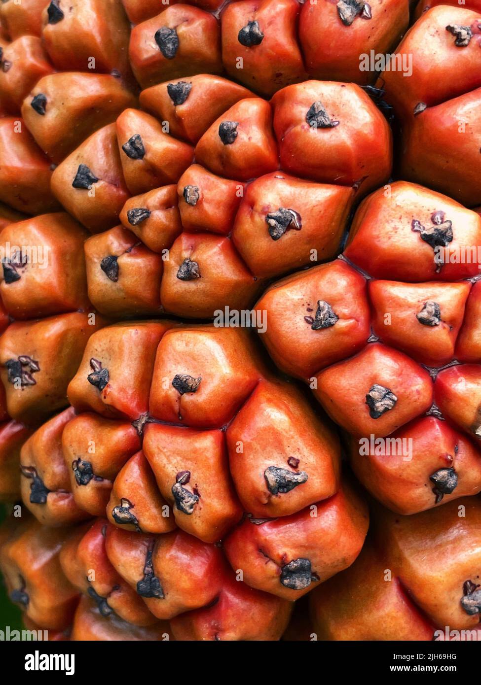 Hala plant hi-res stock photography and images - Alamy