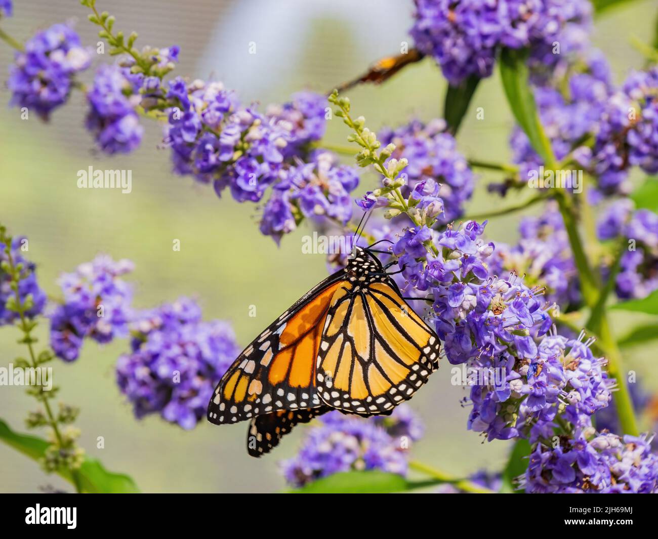 Wichita plant hi-res stock photography and images - Alamy