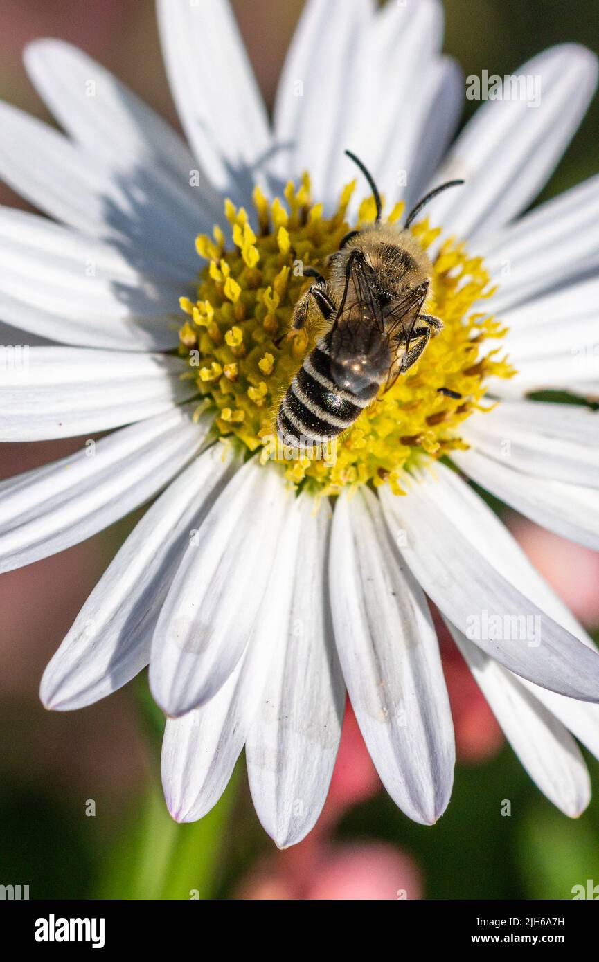 A bee sits on a white flower and collects pollen Stock Photo - Alamy