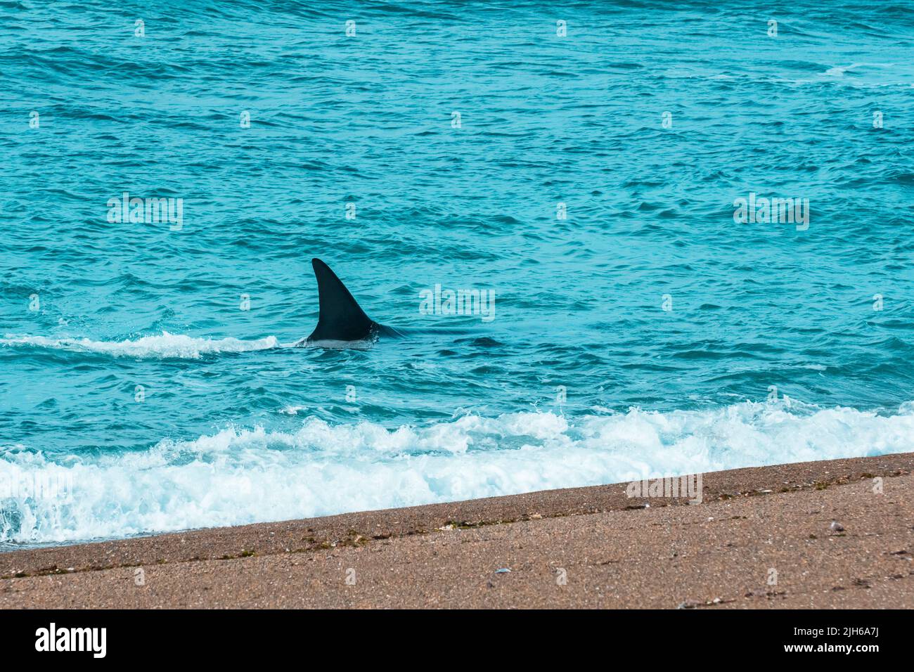 Killer whale hunting sea lions, Peninsula Valdes, Unesco World Heritage ...