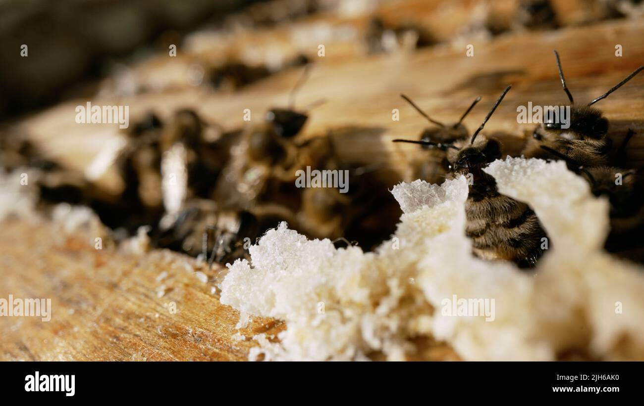 Macro closeup of bee hive with detail of honeycomb. Bees at beehive ...