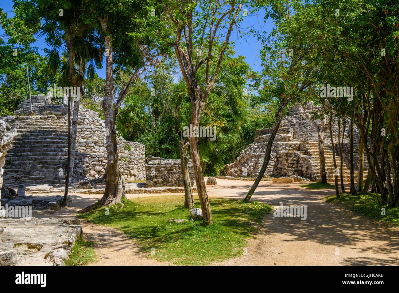 Mayan ruins in shadow of trees in jungle tropical forest Playa del ...