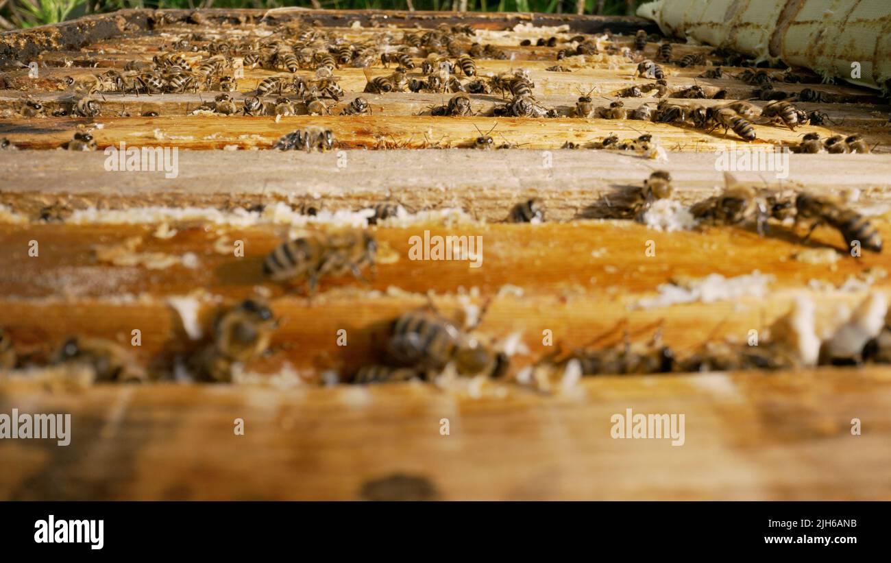 Honey Bees Working. Bees inside the hive at work. A large hive of bees ...