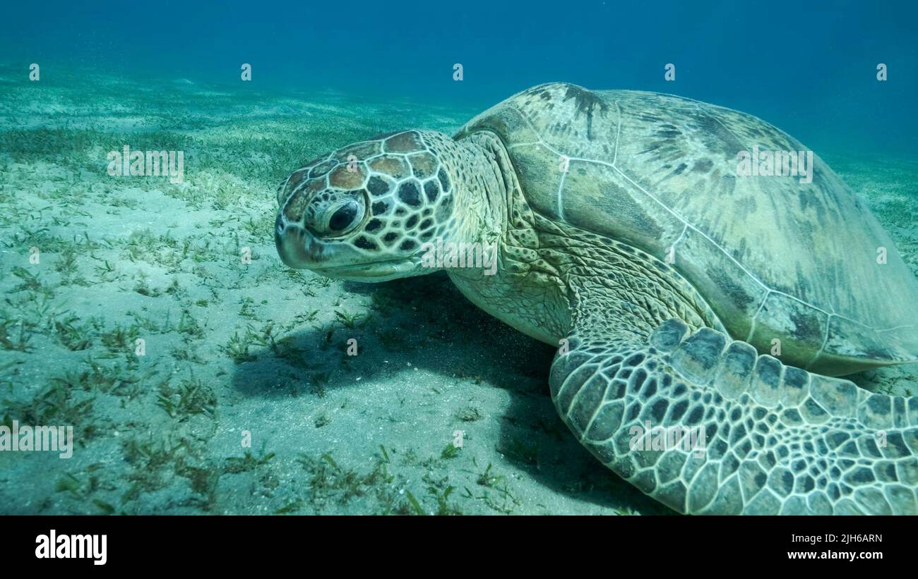 Big Sea Turtle green on seabed covered with green sea grass, Green sea ...