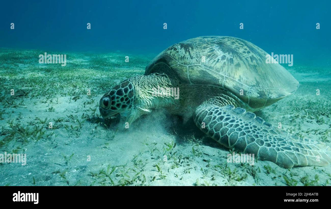 Big Sea Turtle Green Eats Green Sea Grass On The Seabed Green Sea Turtle Chelonia Mydas