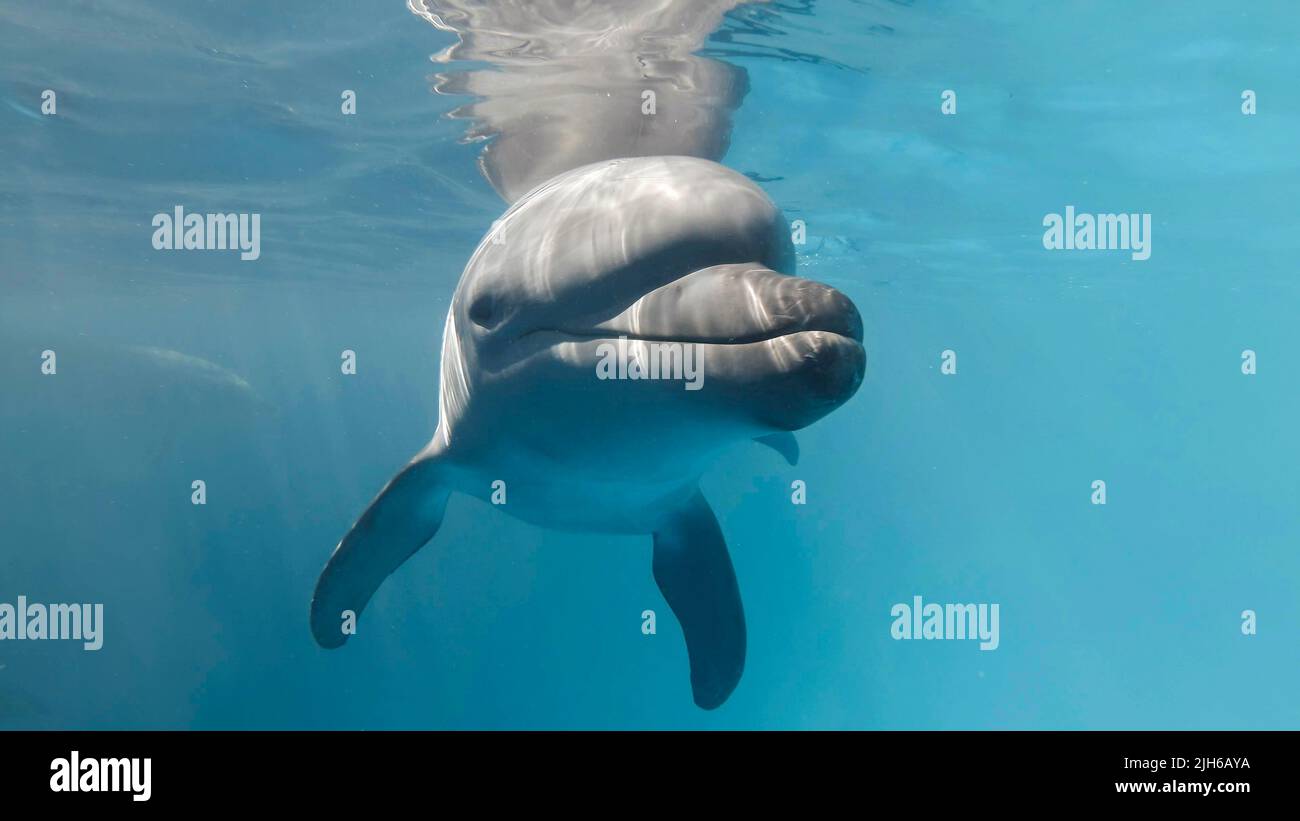 Young curious bottlenose dolphin looks at in the camera and smiles ...